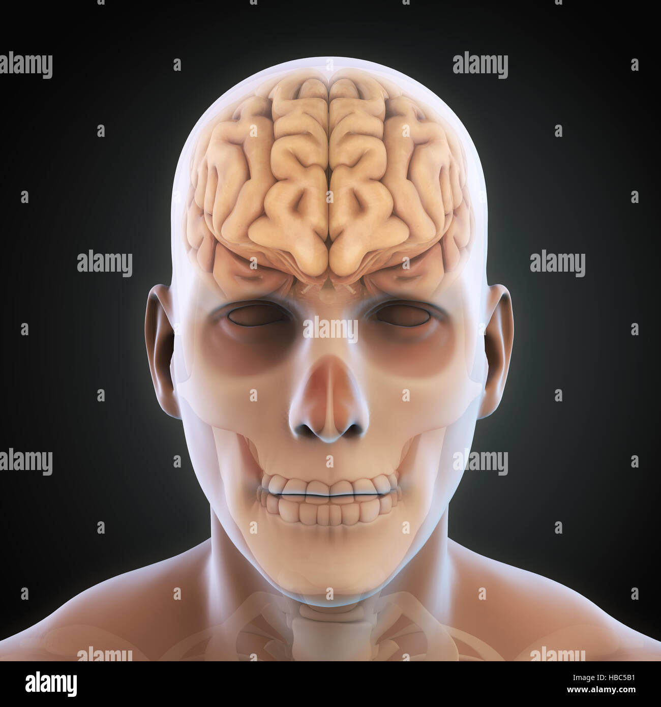 L'anatomie du cerveau humain Photo Stock - Alamy
