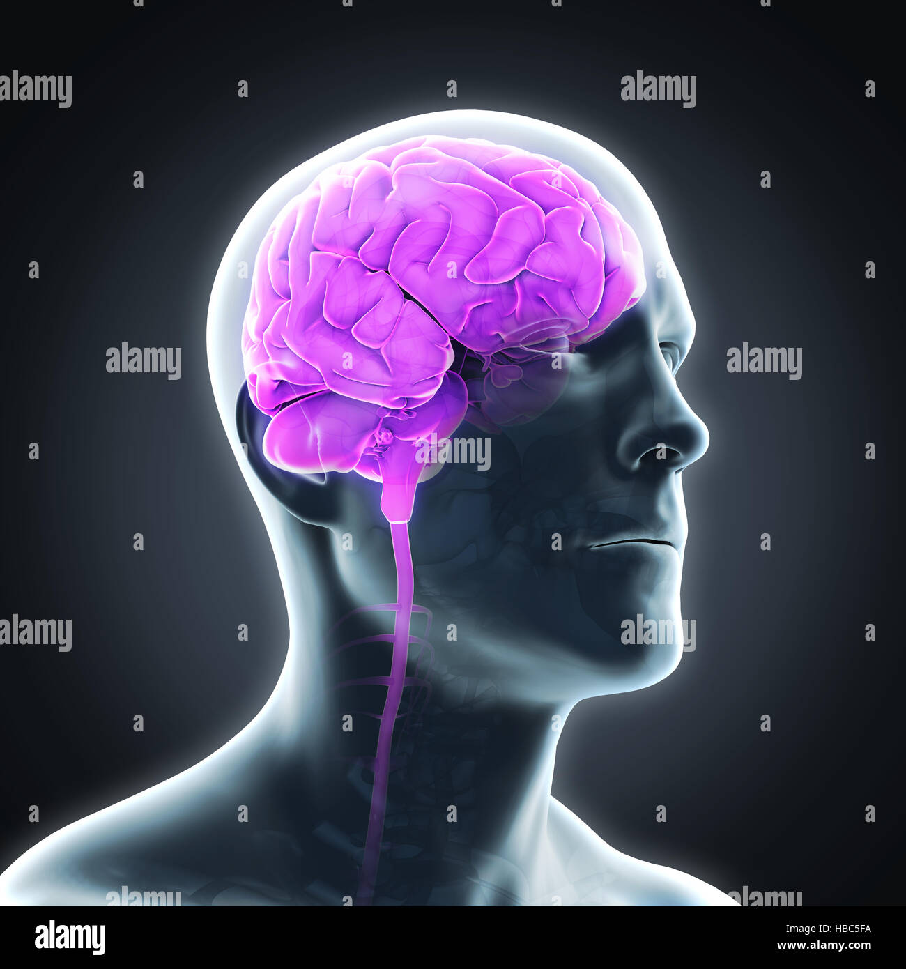 L'anatomie du cerveau humain Photo Stock - Alamy
