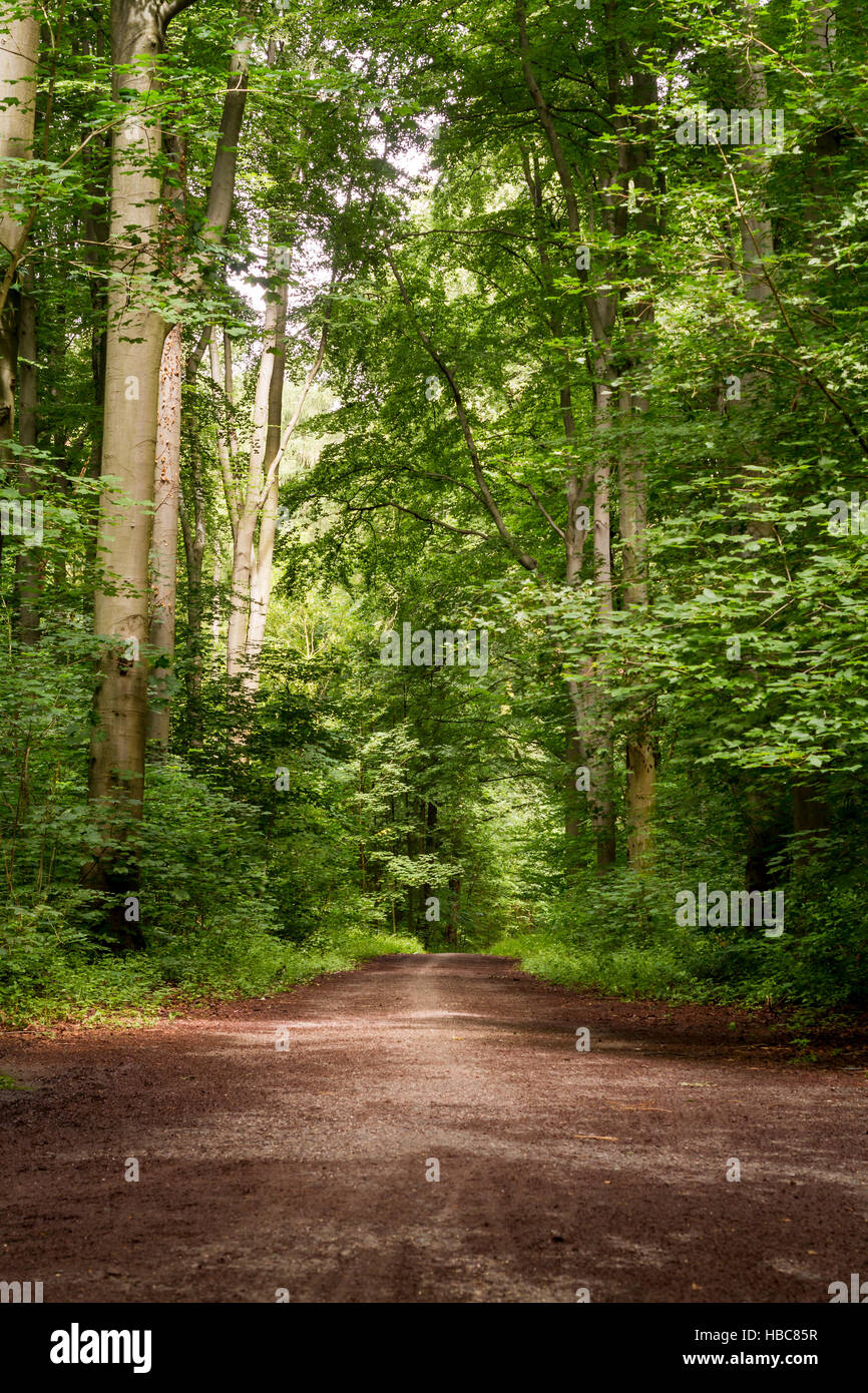 Promenade dans les bois Banque de photographies et d’images à haute ...