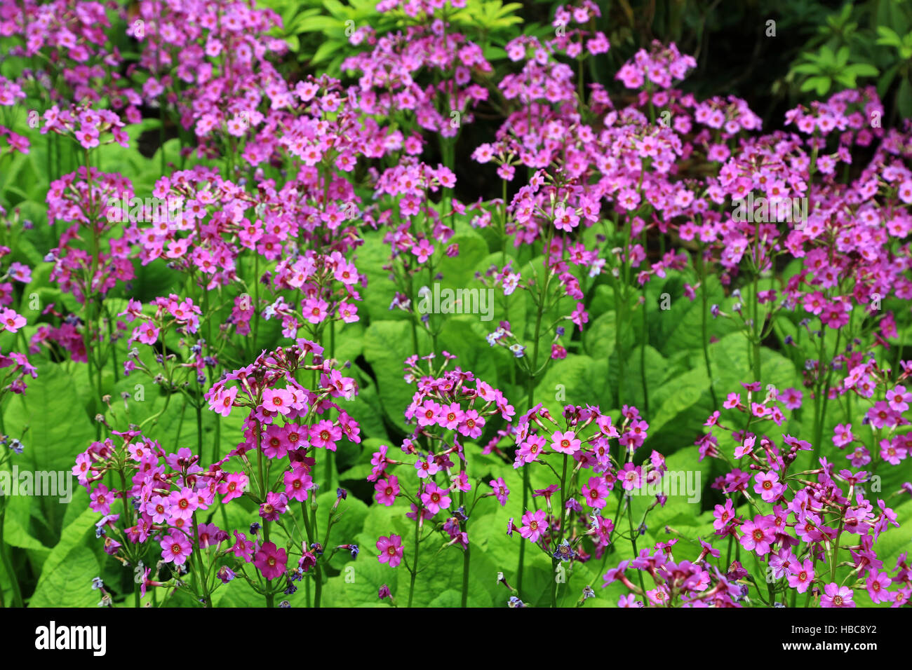 Primevère japonaise Banque de photographies et d’images à haute ...