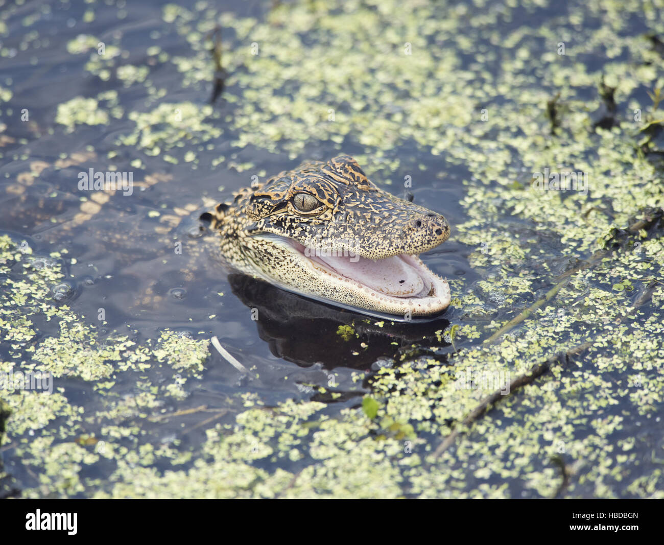 Alligator baby Banque de photographies et d’images à haute résolution ...