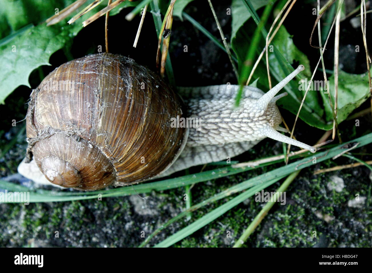 Escargot du poumon Banque de photographies et d’images à haute ...