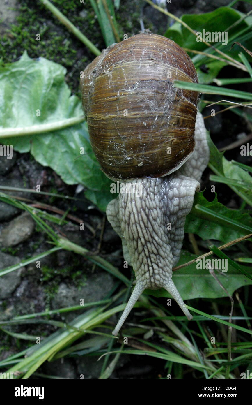 Escargot du poumon Banque de photographies et d’images à haute ...