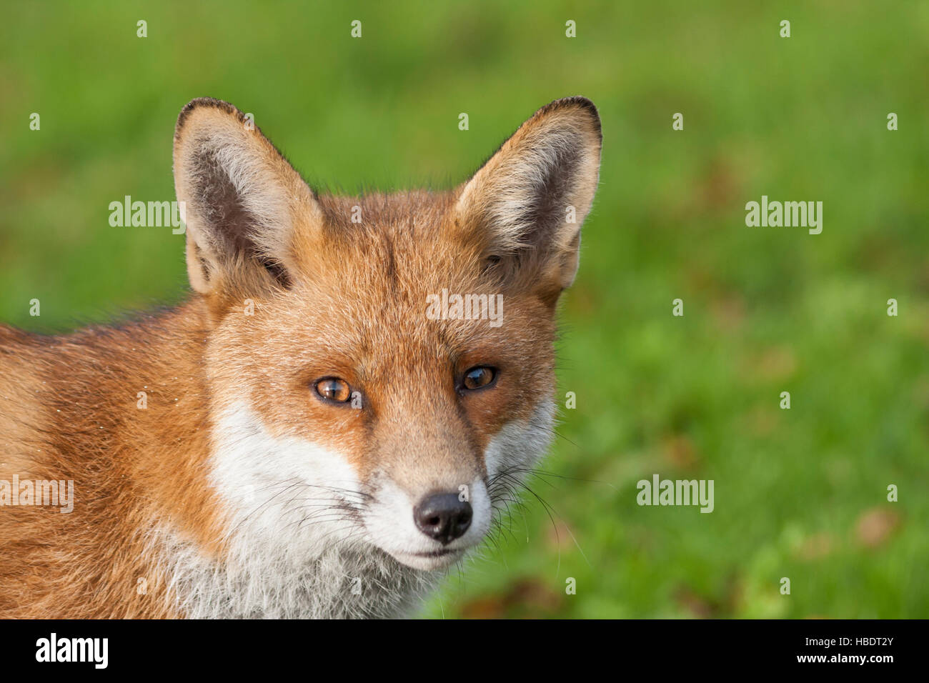 Tête de renard Banque de photographies et d’images à haute résolution - Alamy