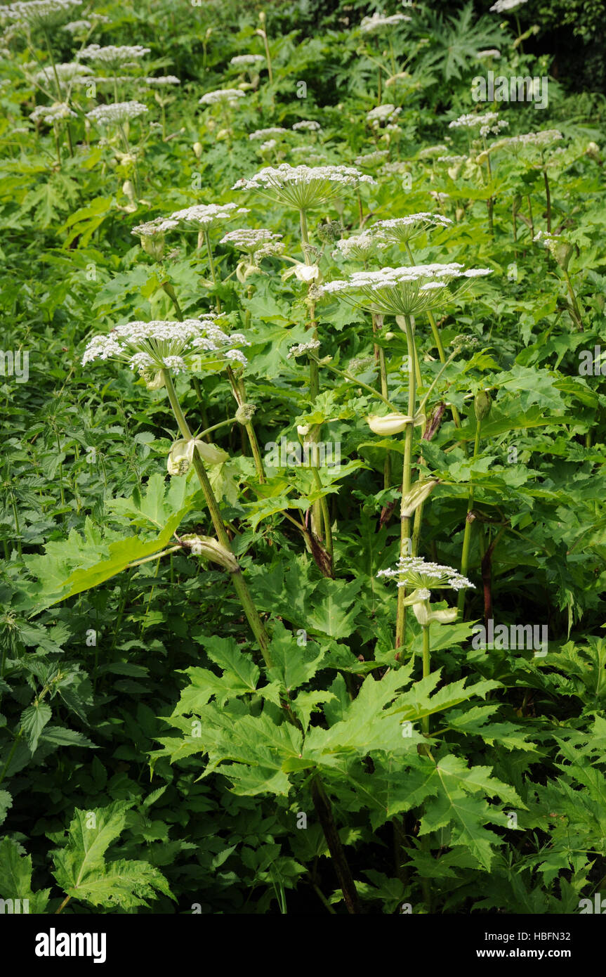 La berce du Caucase, Heracleum mantegazzianum Photo Stock - Alamy