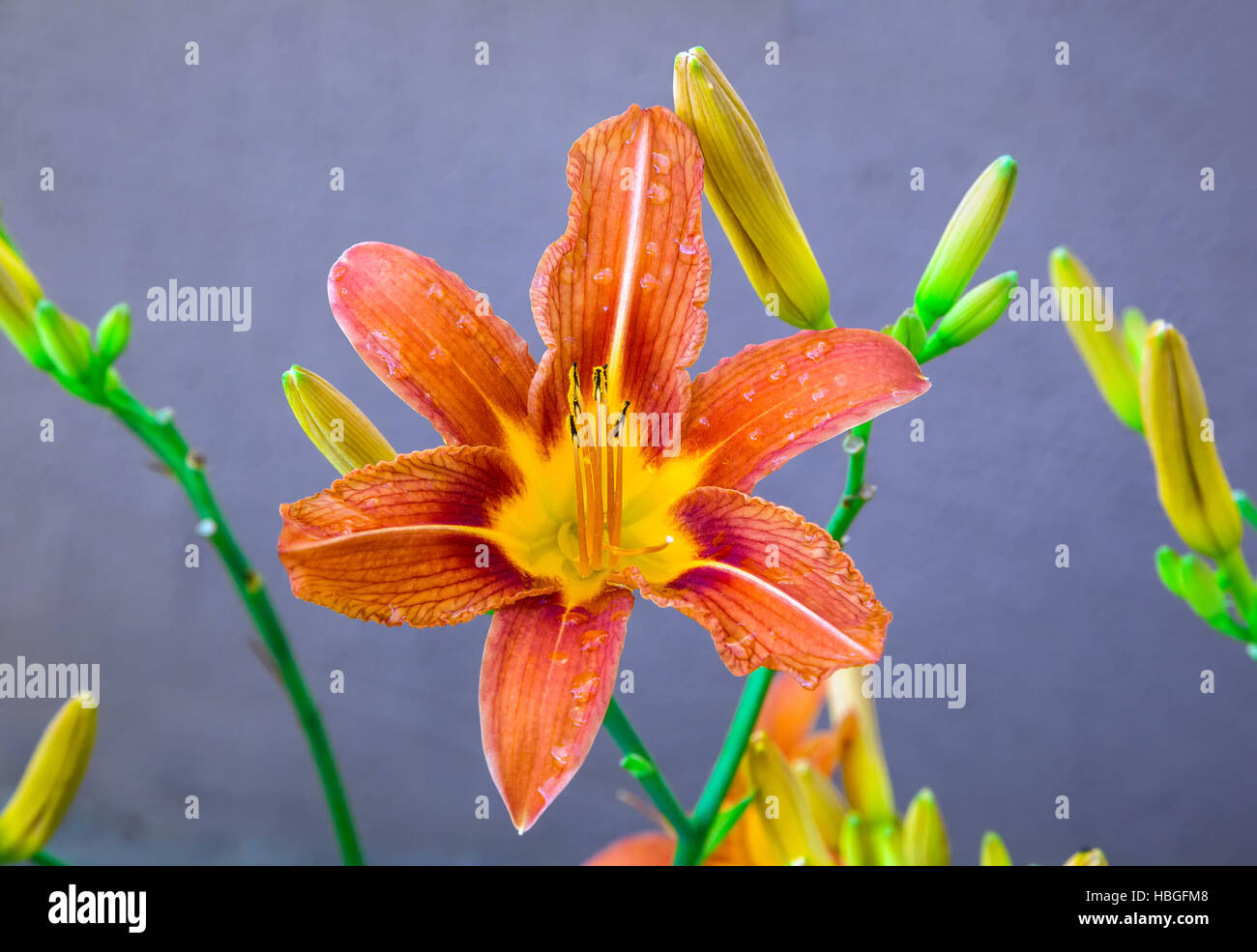 Fleurs de lys orange Banque de photographies et d’images à haute ...