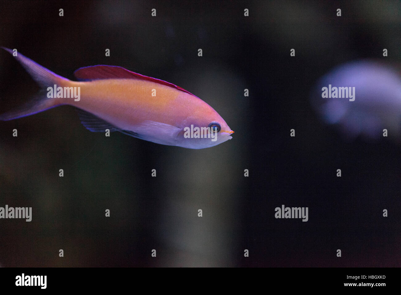 Poisson rose Banque de photographies et d’images à haute résolution - Alamy