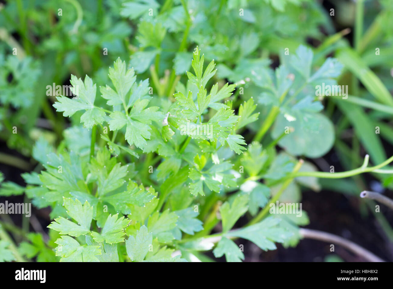Persil sauvage Banque de photographies et d’images à haute résolution ...