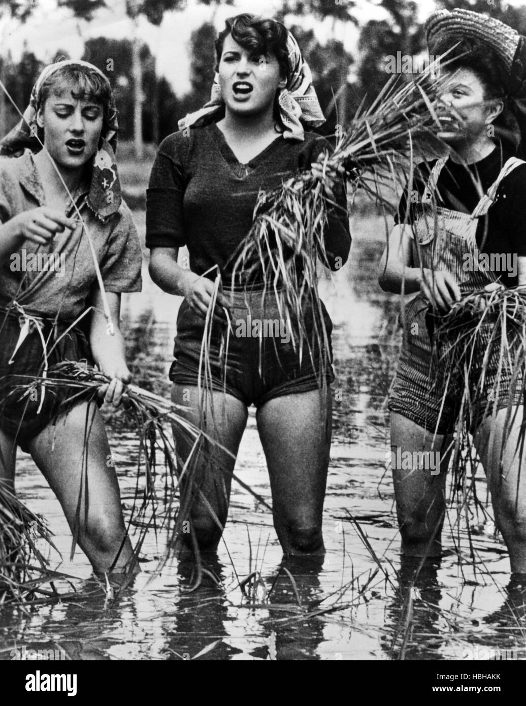 Riso amaro silvana mangano 1949 Banque de photographies et d’images à ...