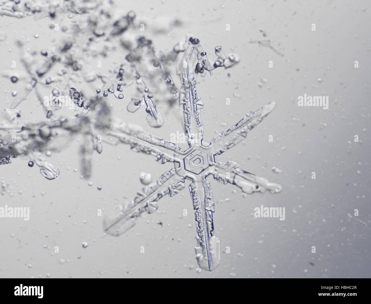 Flocon de neige réel Banque de photographies et d’images à haute ...