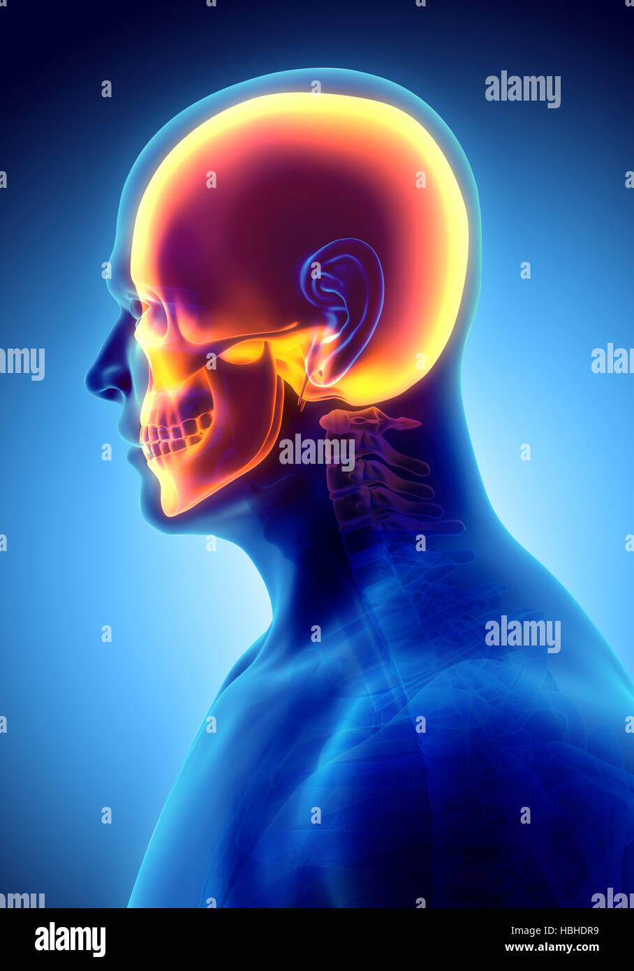 Illustration 3D de l'anatomie du crâne - partie de squelette humain ...