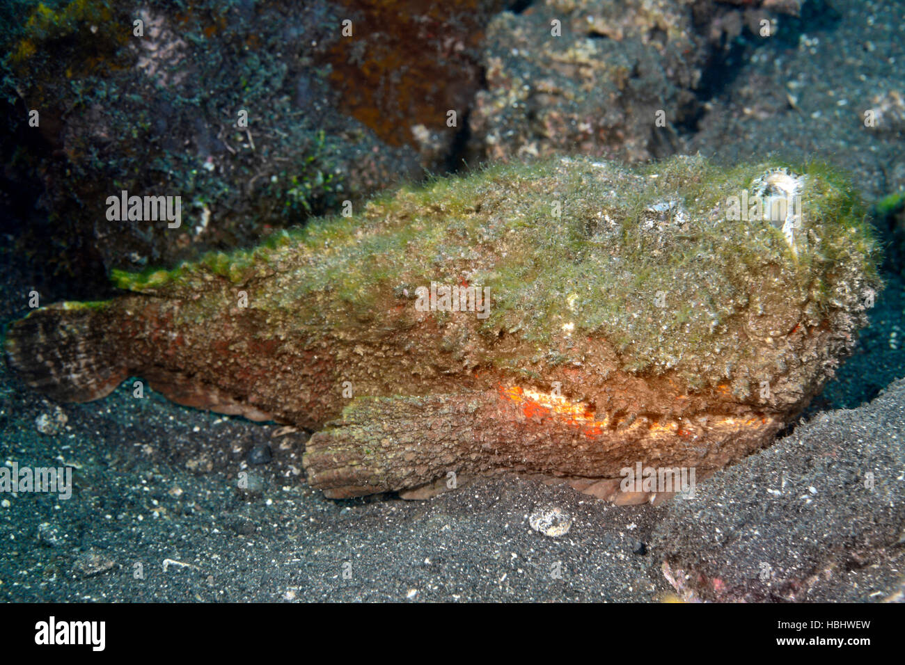 Synanceia verrucosa poisson-pierre, corail. Ce poisson est très ...