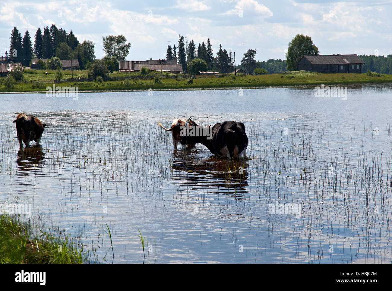 Lac de vaches Banque de photographies et d’images à haute résolution ...
