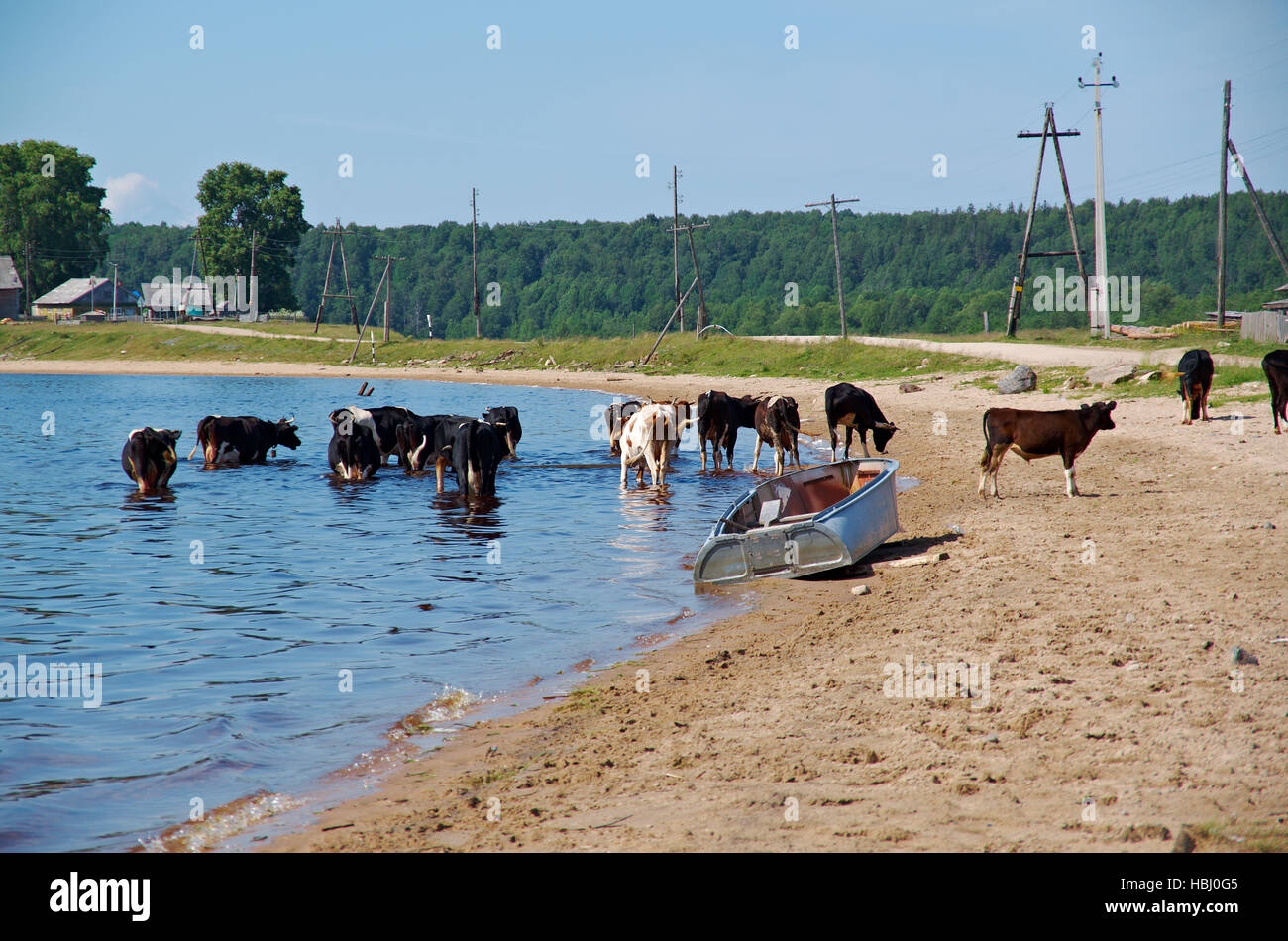 Lac de vaches Banque de photographies et d’images à haute résolution ...