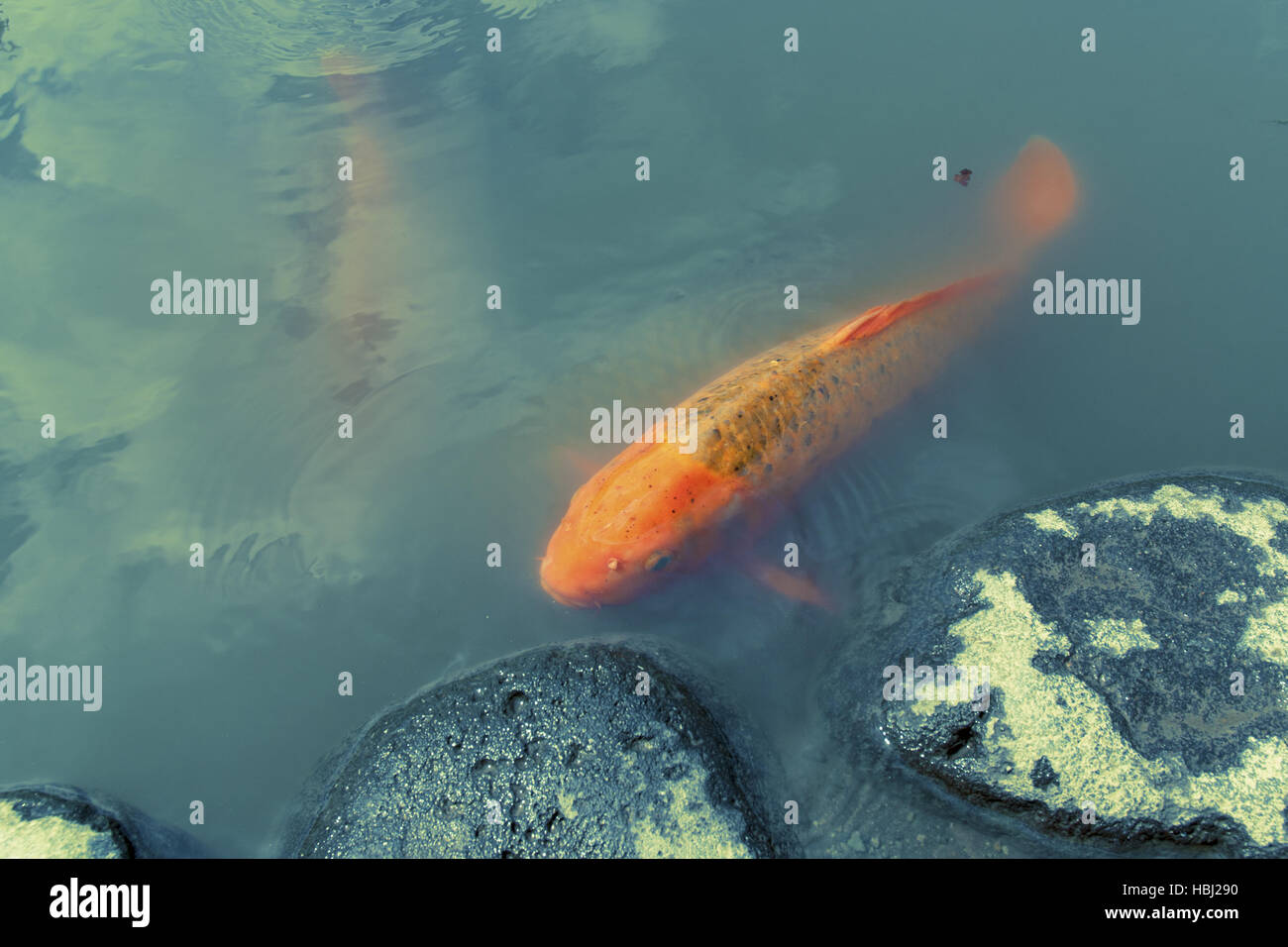 Bassin de poissons rouges Banque de photographies et d’images à haute ...