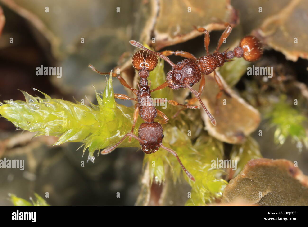 Fourmis rouges rouges Banque de photographies et d’images à haute ...