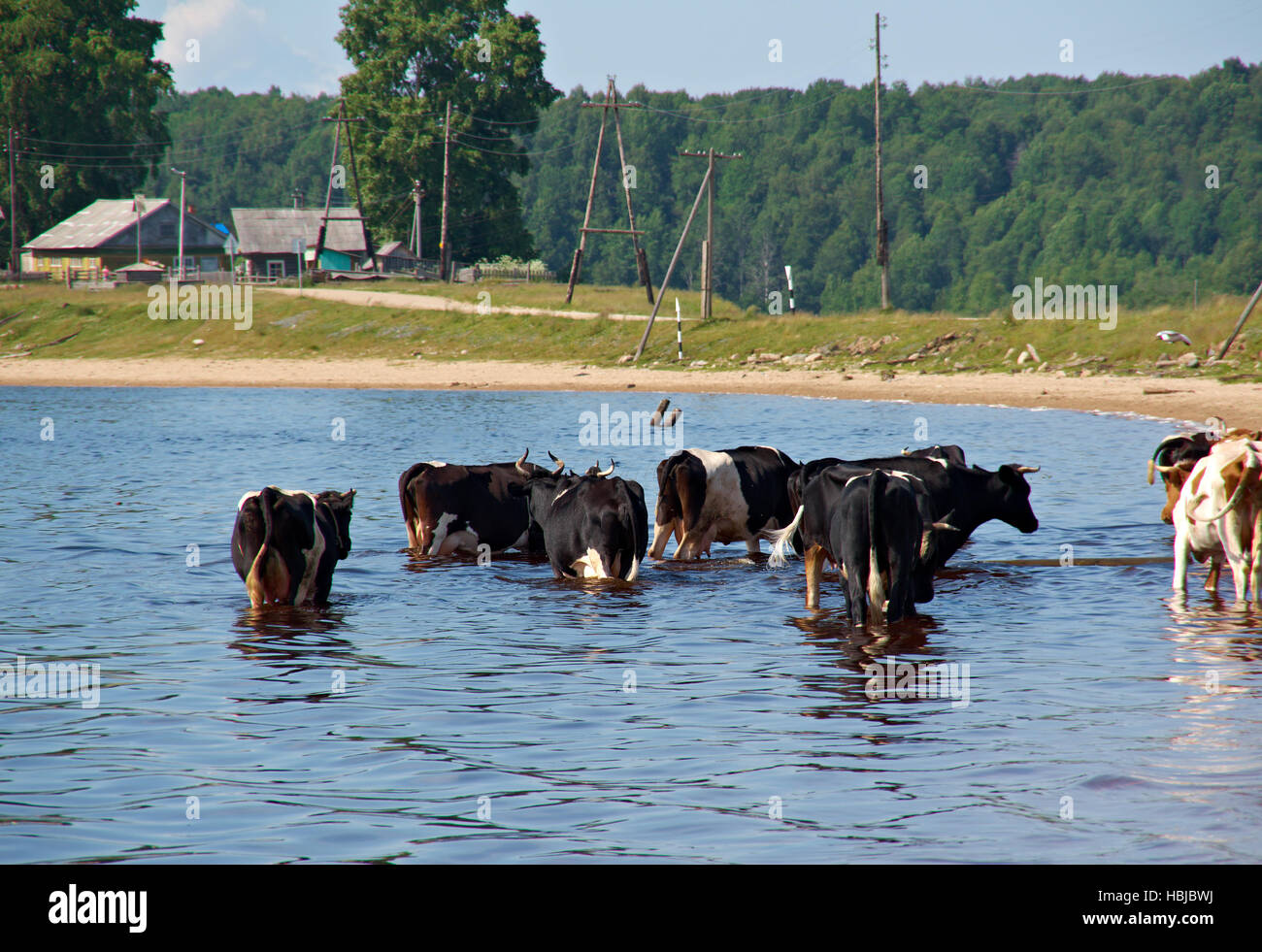 Vaches dans le lac Banque de photographies et d’images à haute ...