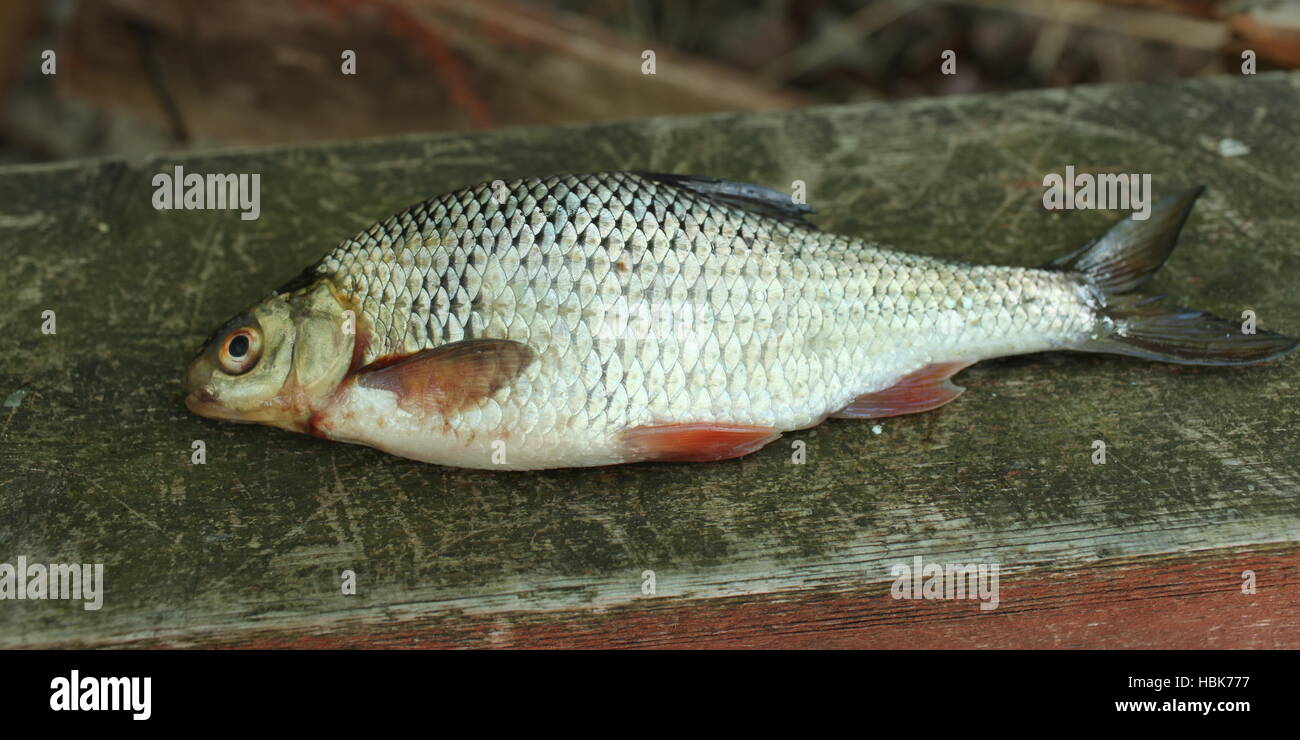 écailles de poisson se bouchent Banque de photographies et d’images à ...