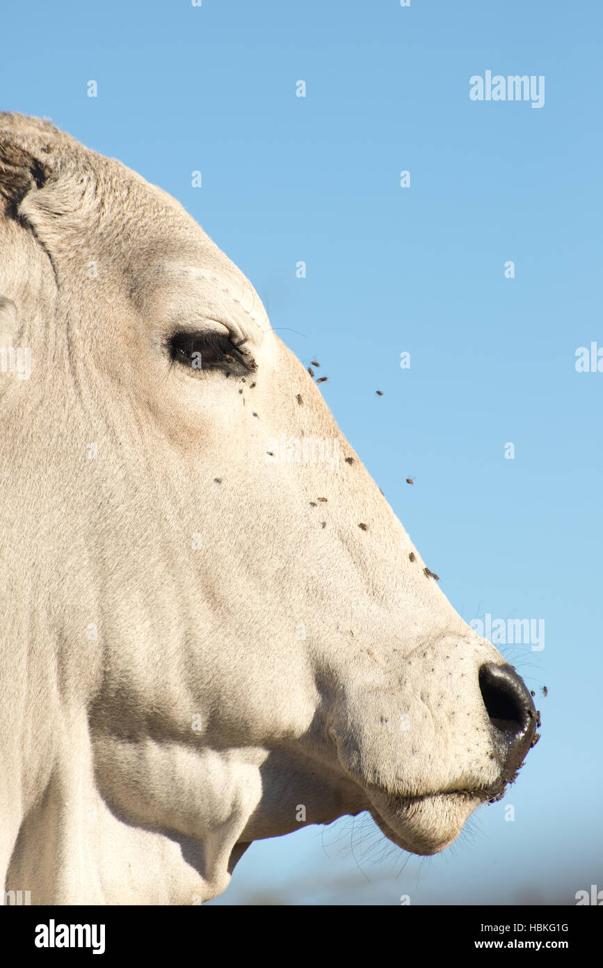 Vache brahman Banque de photographies et d’images à haute résolution ...