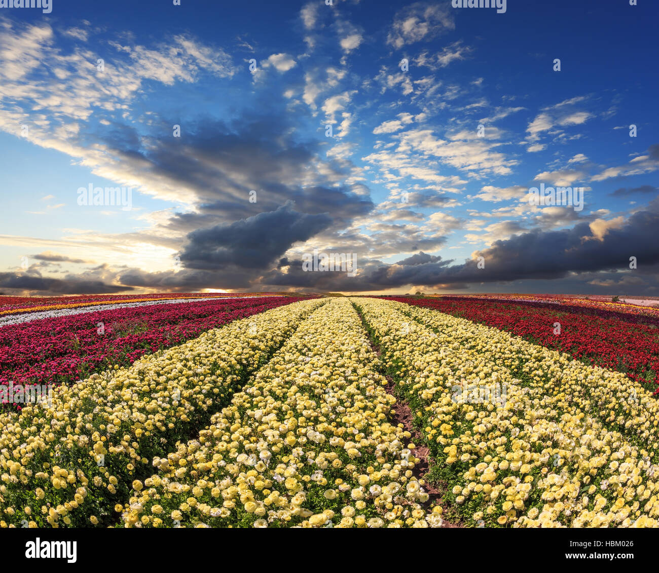 Grand champ de fleurs Banque de photographies et d’images à haute ...