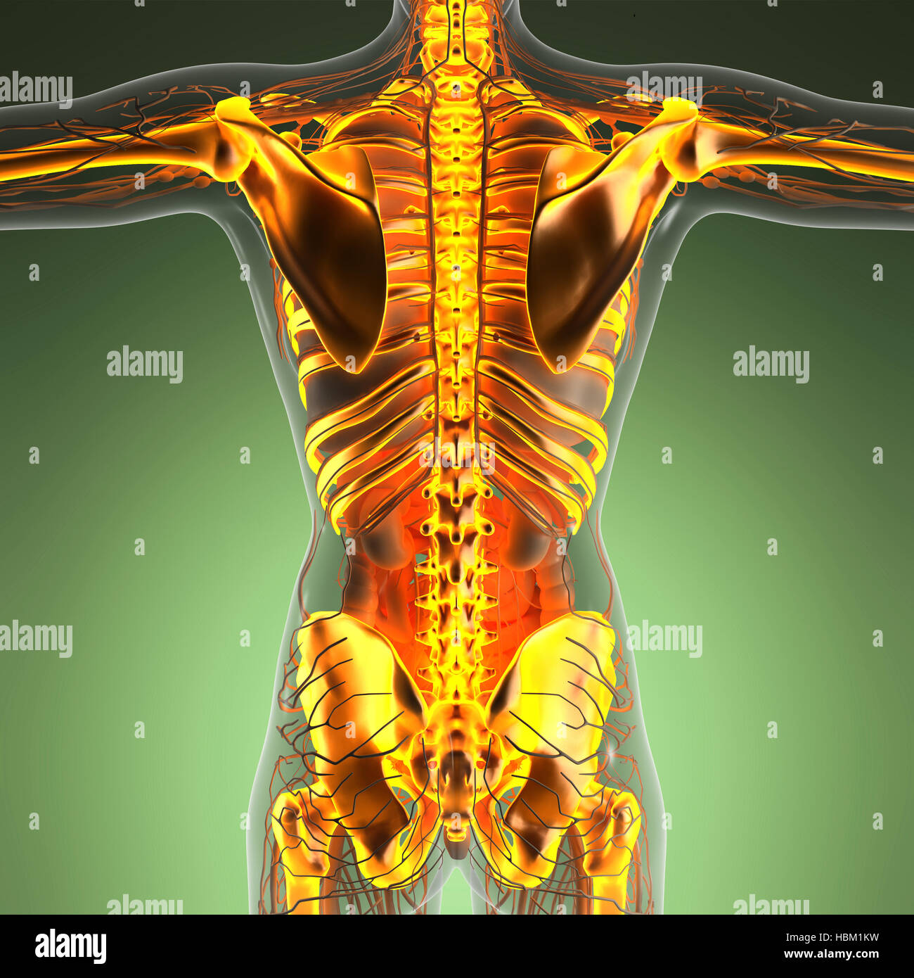 La science de l'anatomie du corps humain dans x-ray de bougies os ...