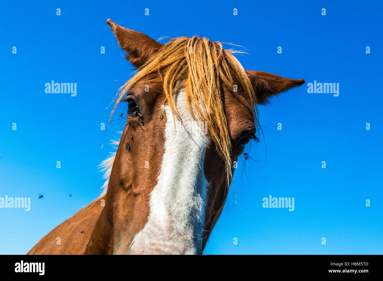 Cheval hilarant Banque de photographies et d’images à haute résolution ...