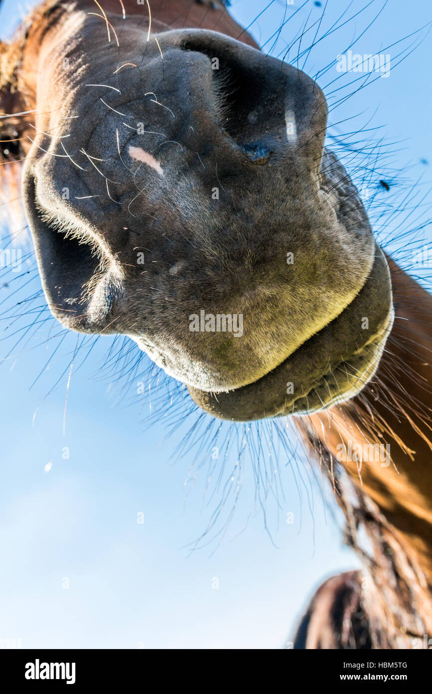 Cheval hilarant Banque de photographies et d’images à haute résolution ...