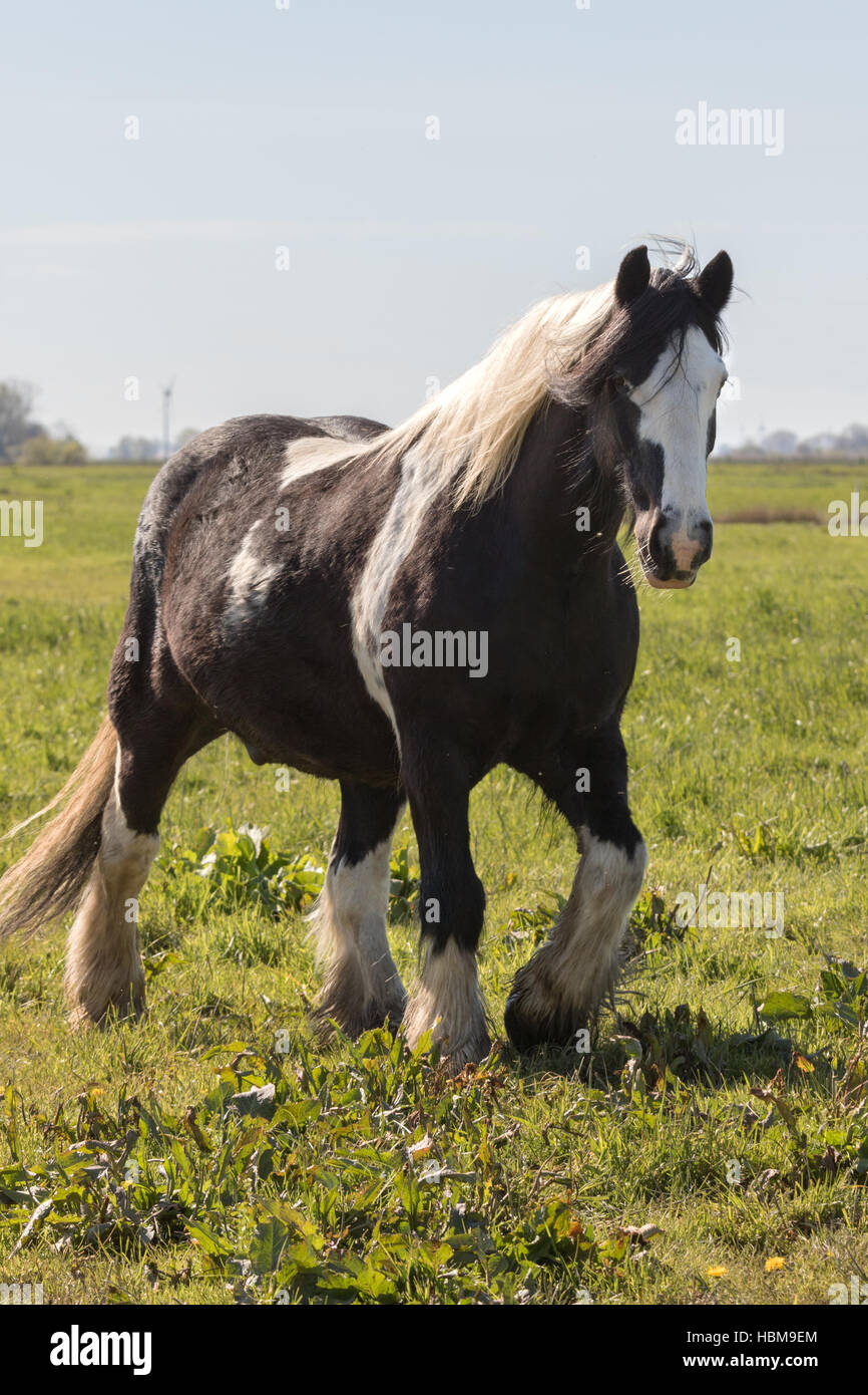 Irish cob horses Banque de photographies et d’images à haute résolution ...