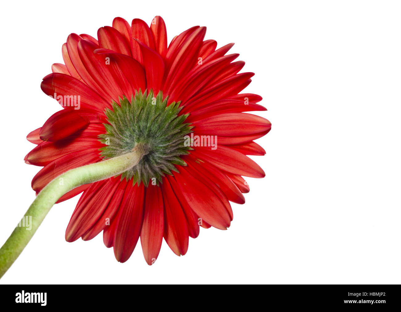 Fleur sur fond blanc Banque de photographies et d’images à haute ...