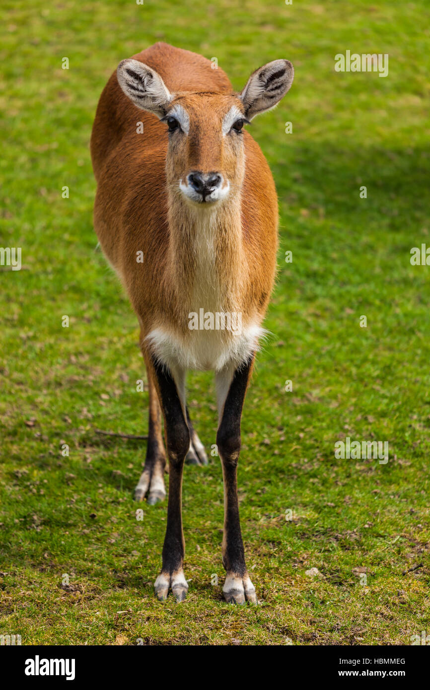 Chinese muntjak Banque de photographies et d’images à haute résolution ...
