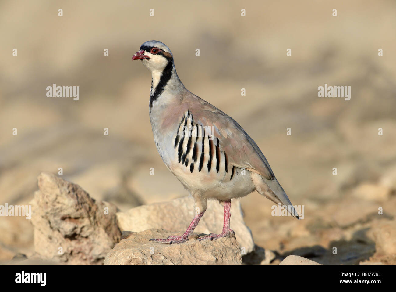 Chukar partridge Banque de photographies et d’images à haute résolution ...