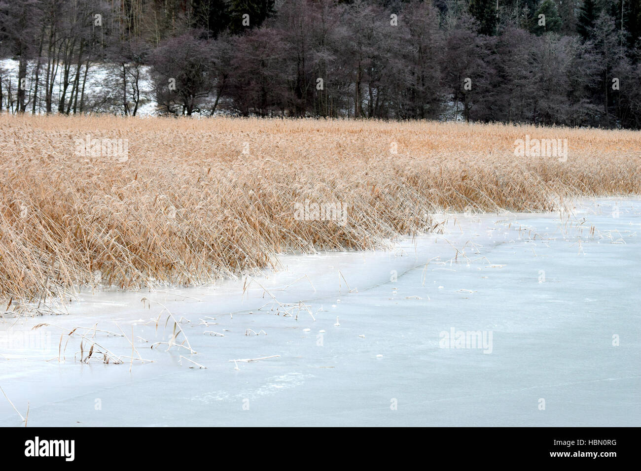 Rivage avec des roseaux Banque de photographies et d’images à haute résolution - Alamy