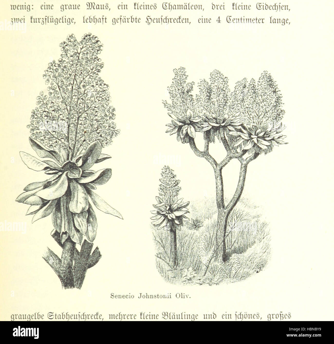 Image prise à partir de la page 239 de "Rudolph-See Stephanie-See und ...