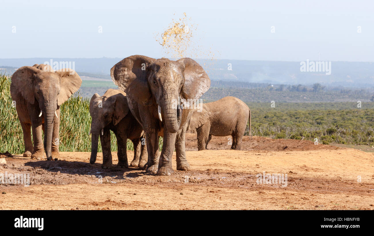 Bain animal africain Banque de photographies et d’images à haute ...