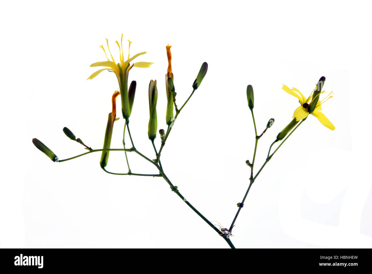 Lactuca muralis Banque de photographies et d’images à haute résolution ...