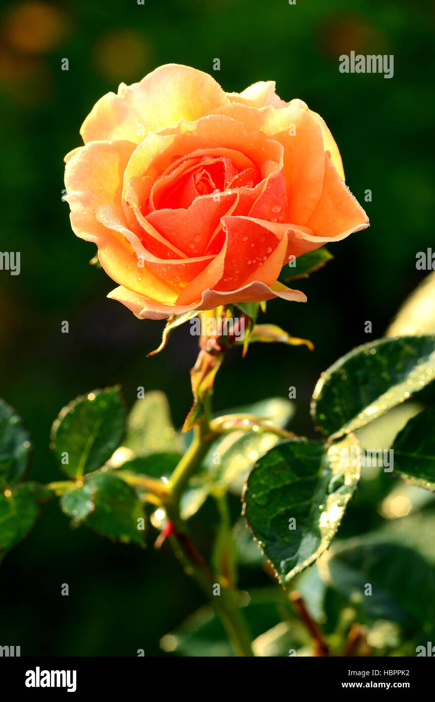 Fleurs de couleur saumon Banque de photographies et d’images à haute ...