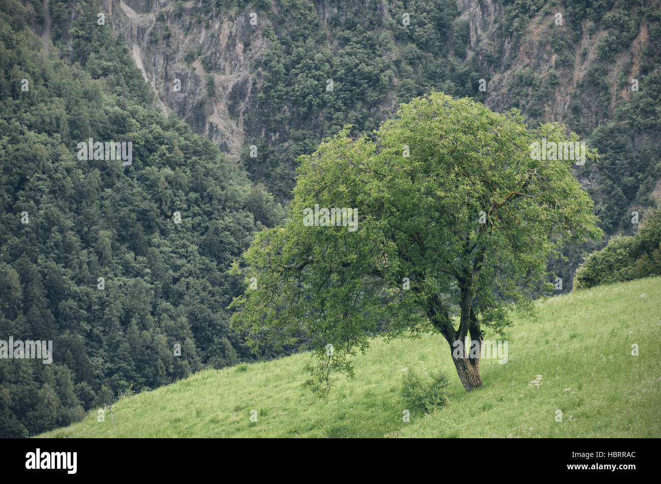 Arbre isolé Banque de photographies et d’images à haute résolution - Alamy
