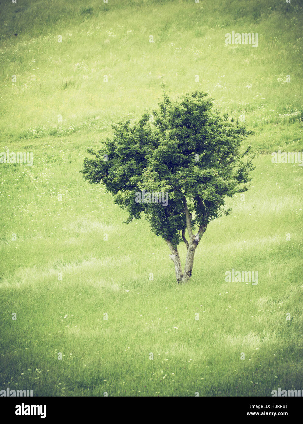 Arbre isolé Banque de photographies et d’images à haute résolution - Alamy