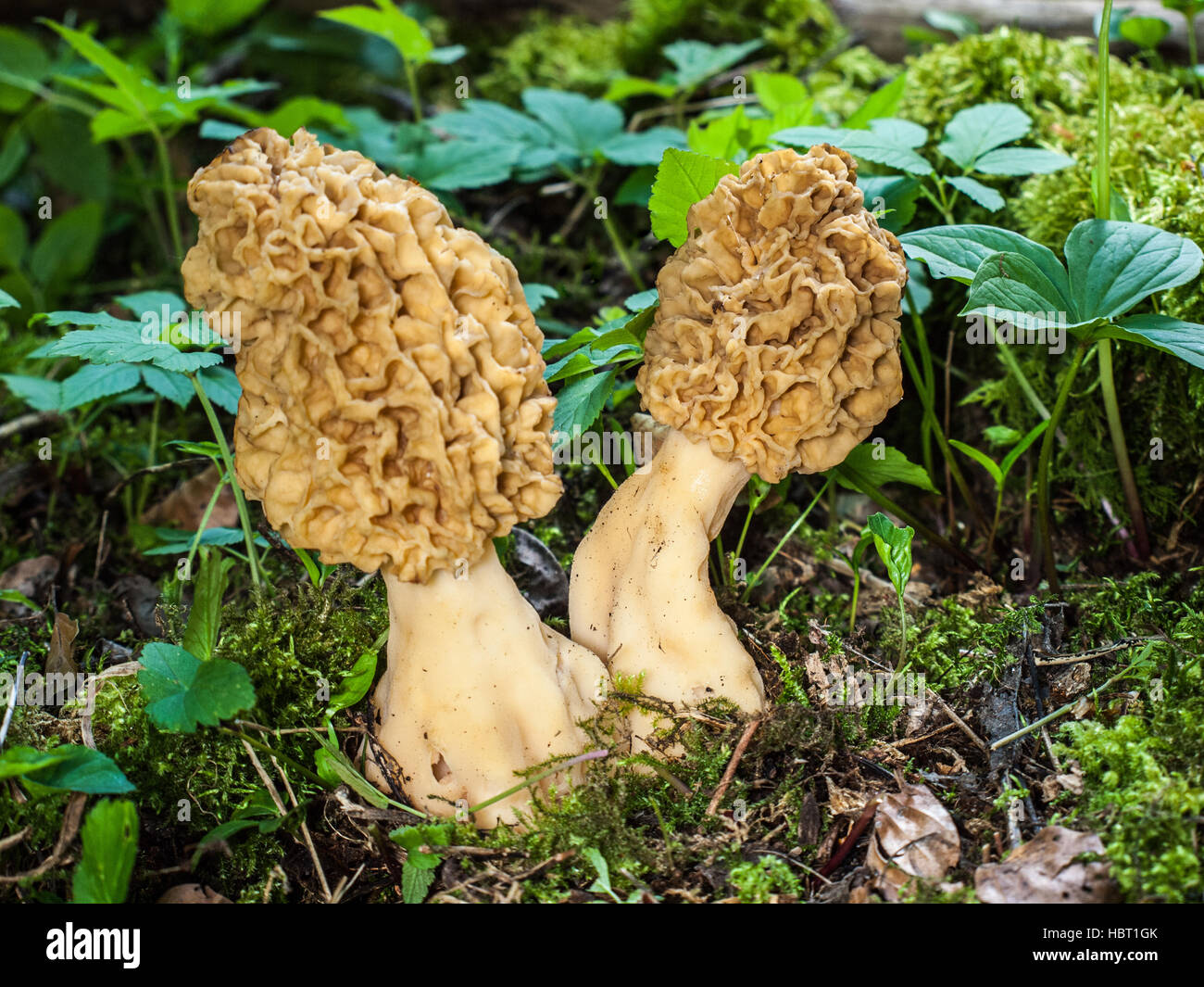 Morilles, Morchella esculenta Photo Stock - Alamy