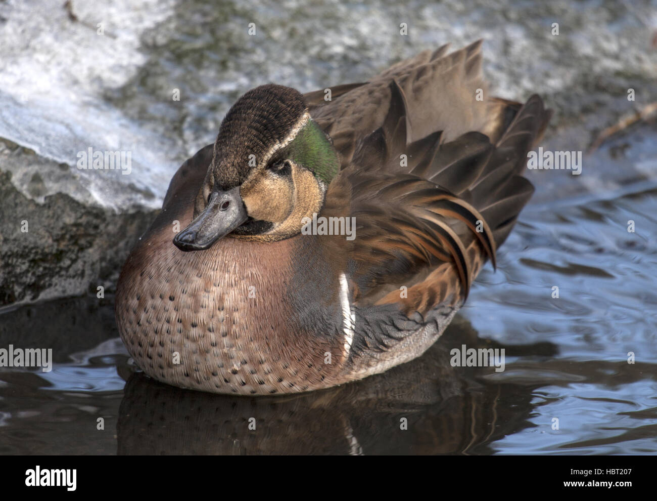 Sarcelle de baïkal Banque de photographies et d’images à haute ...