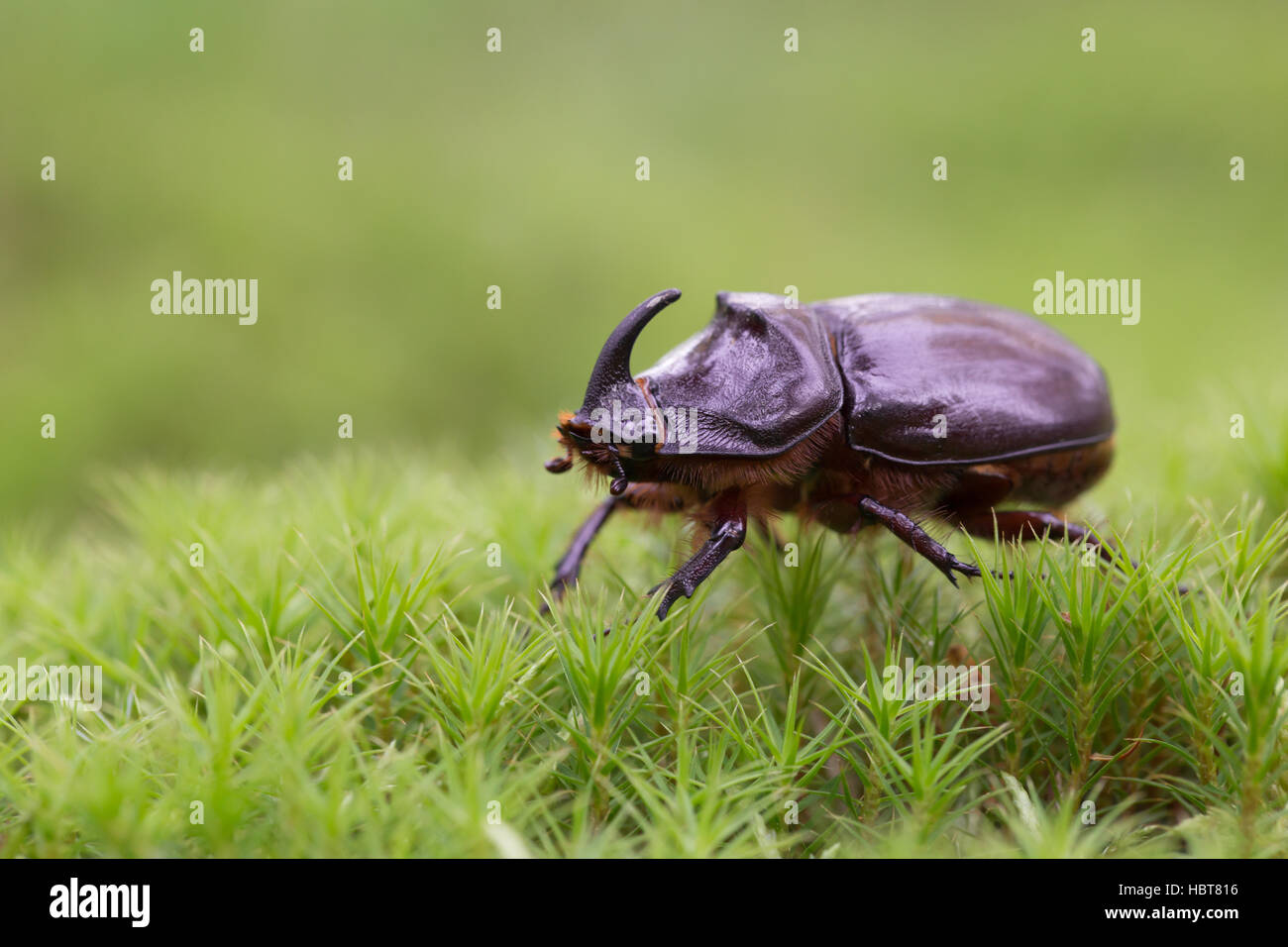 Le scarabee rhinoceros europeen Banque de photographies et d’images à ...