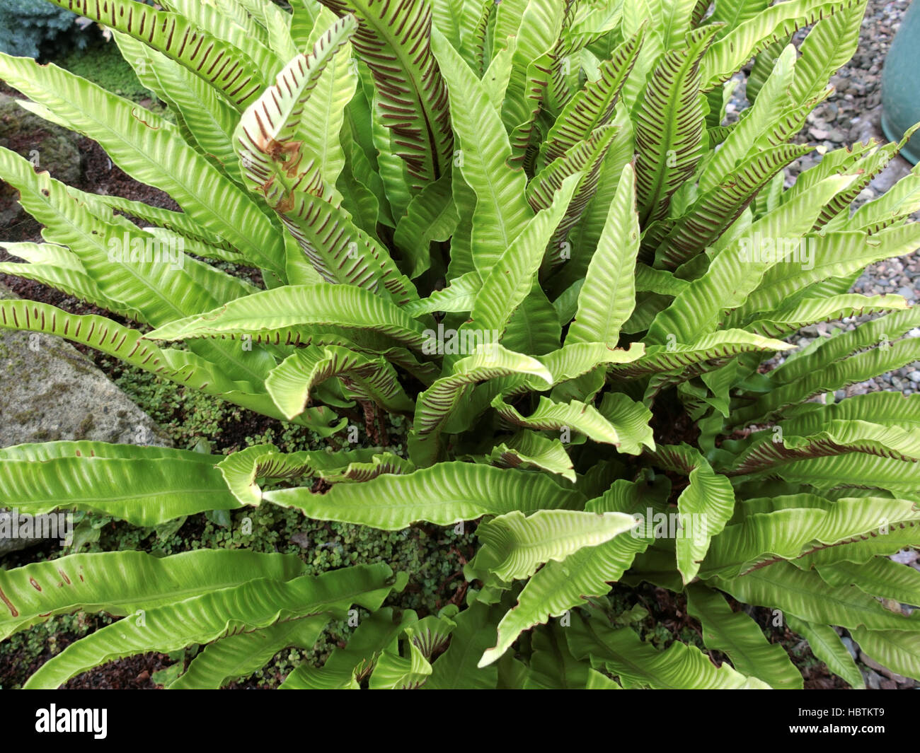 Scolopendre officinale (Asplenium scolopendrium Photo Stock - Alamy