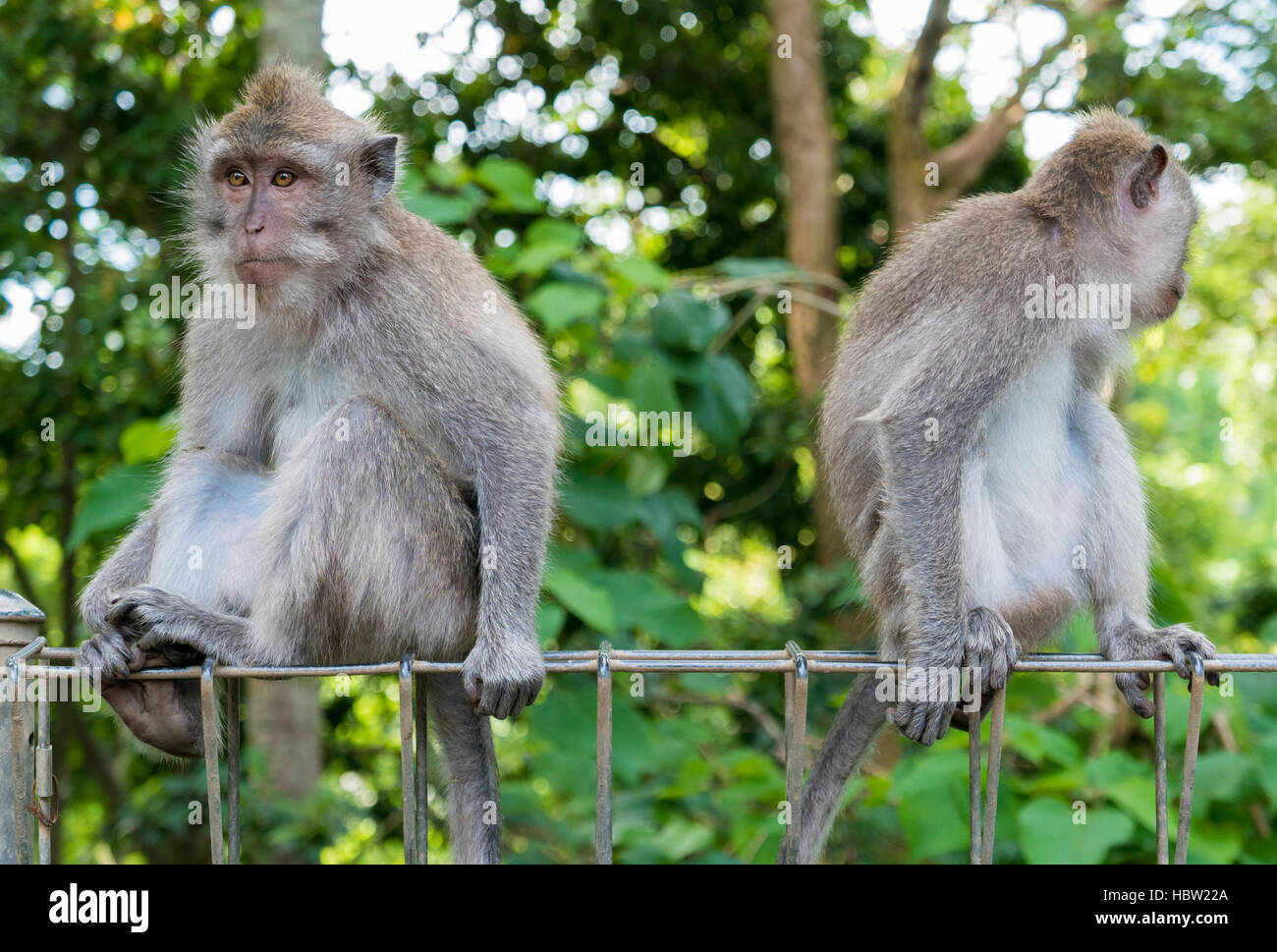 Singes macaque ubud bali Banque de photographies et d’images à haute ...