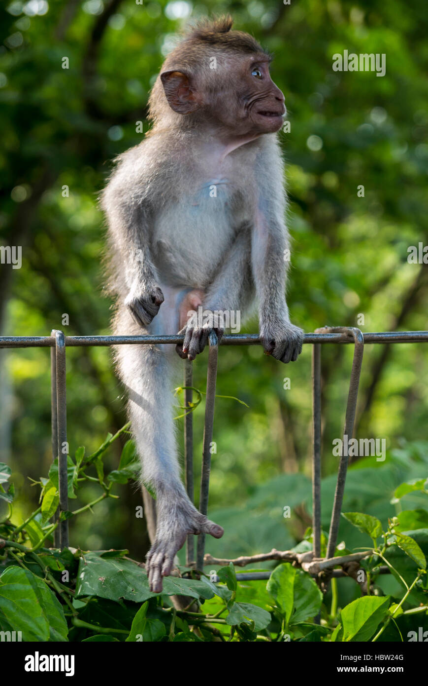 Singes macaque ubud bali Banque de photographies et d’images à haute ...