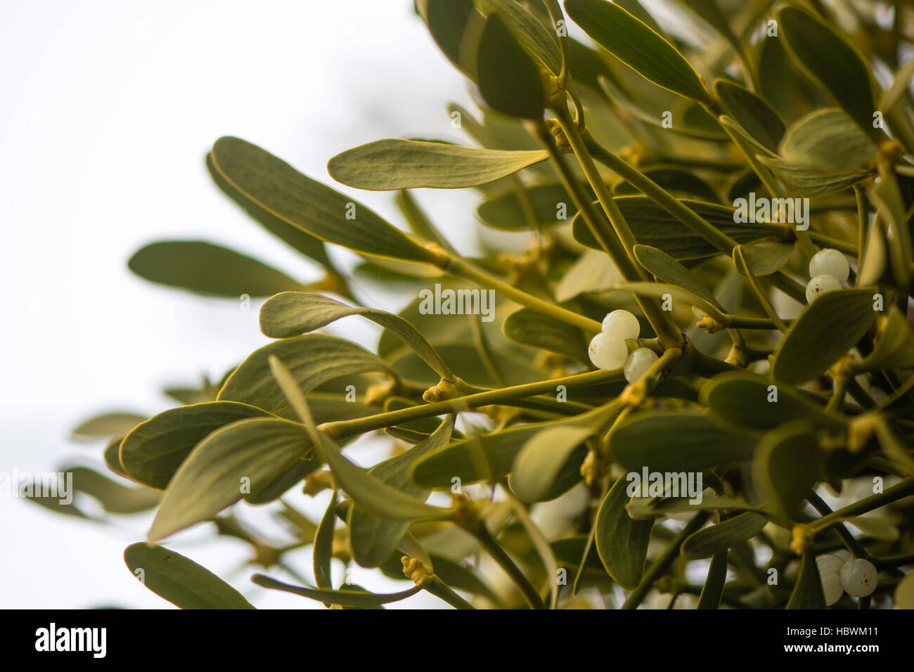Gui arbuste Banque de photographies et d’images à haute résolution - Alamy