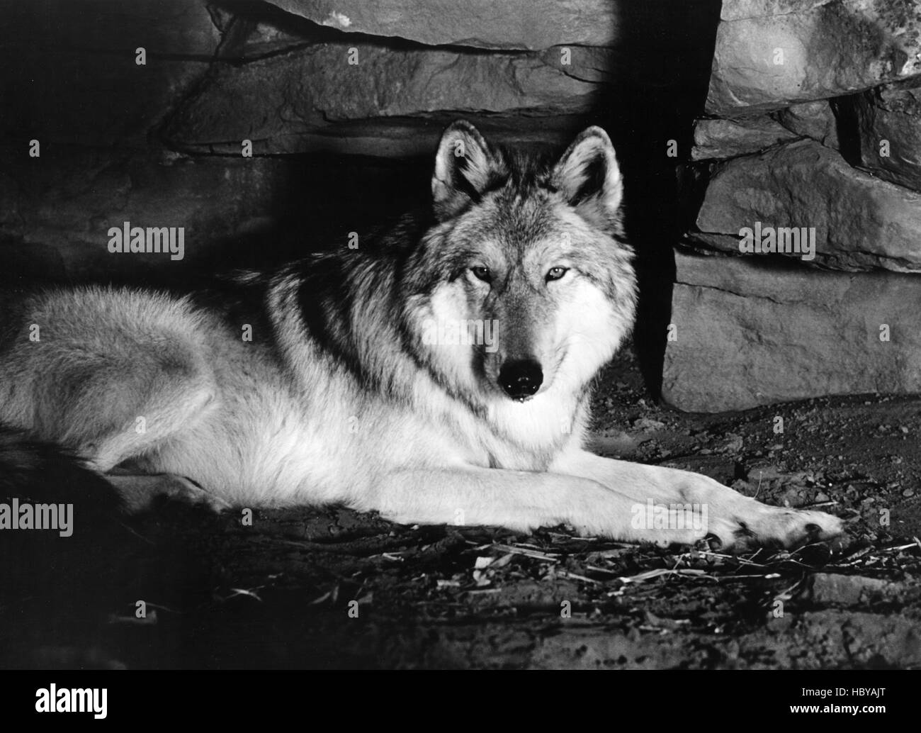 La légende de Lobo, Lobo, 1962 Photo Stock - Alamy