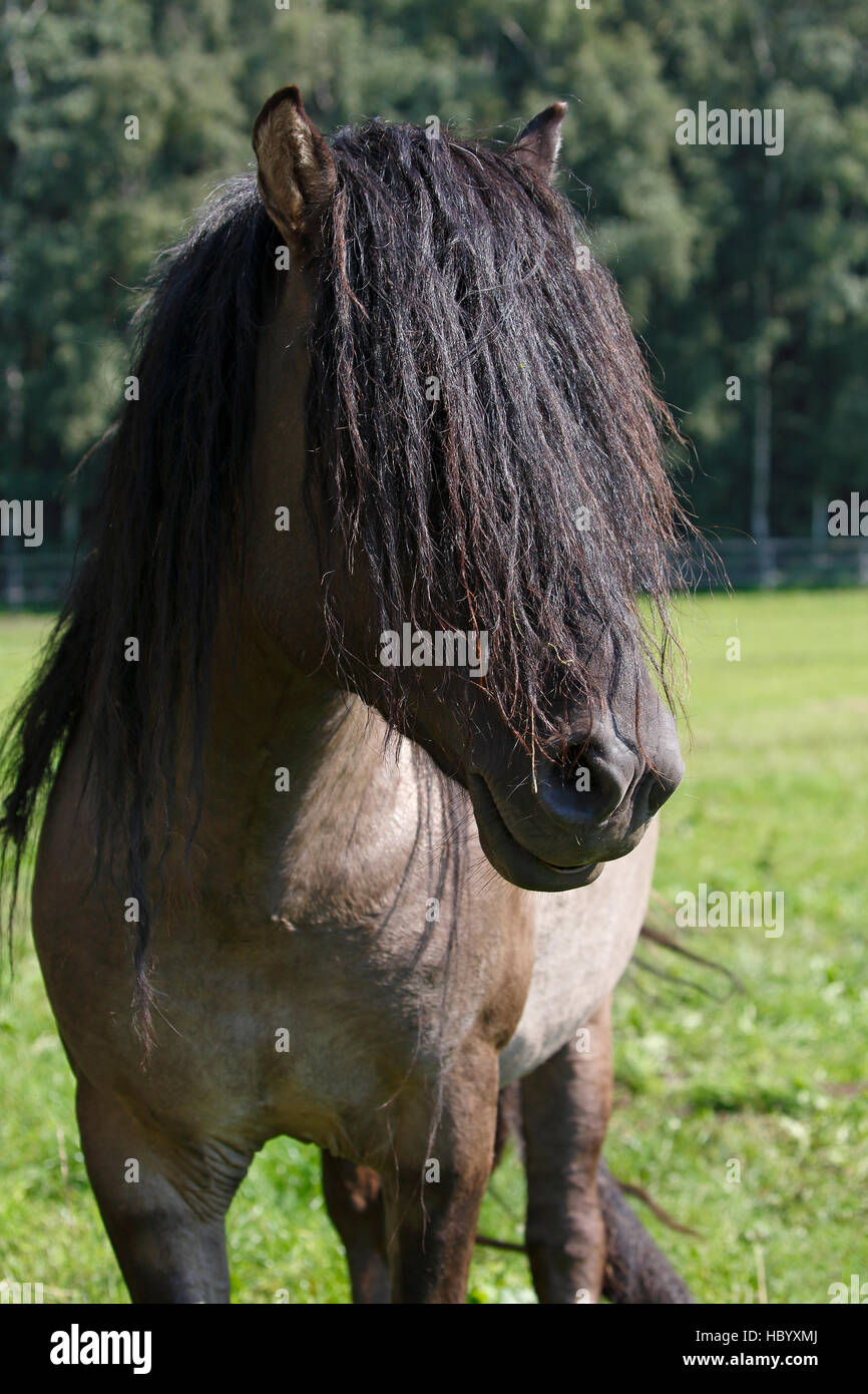 étalon sauvage Banque de photographies et d’images à haute résolution ...