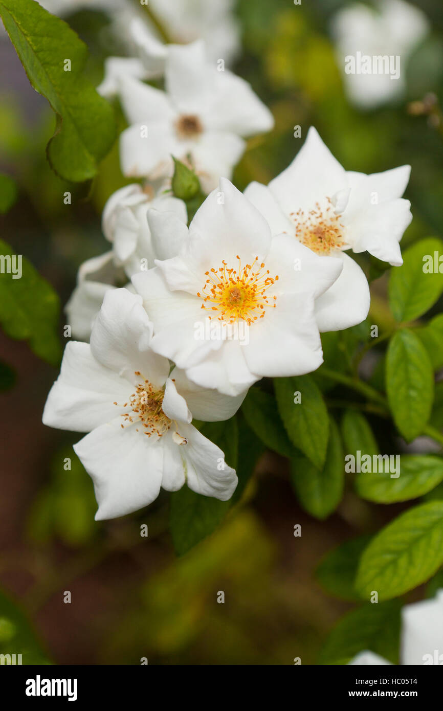 Rosa moschata Banque de photographies et d’images à haute résolution ...