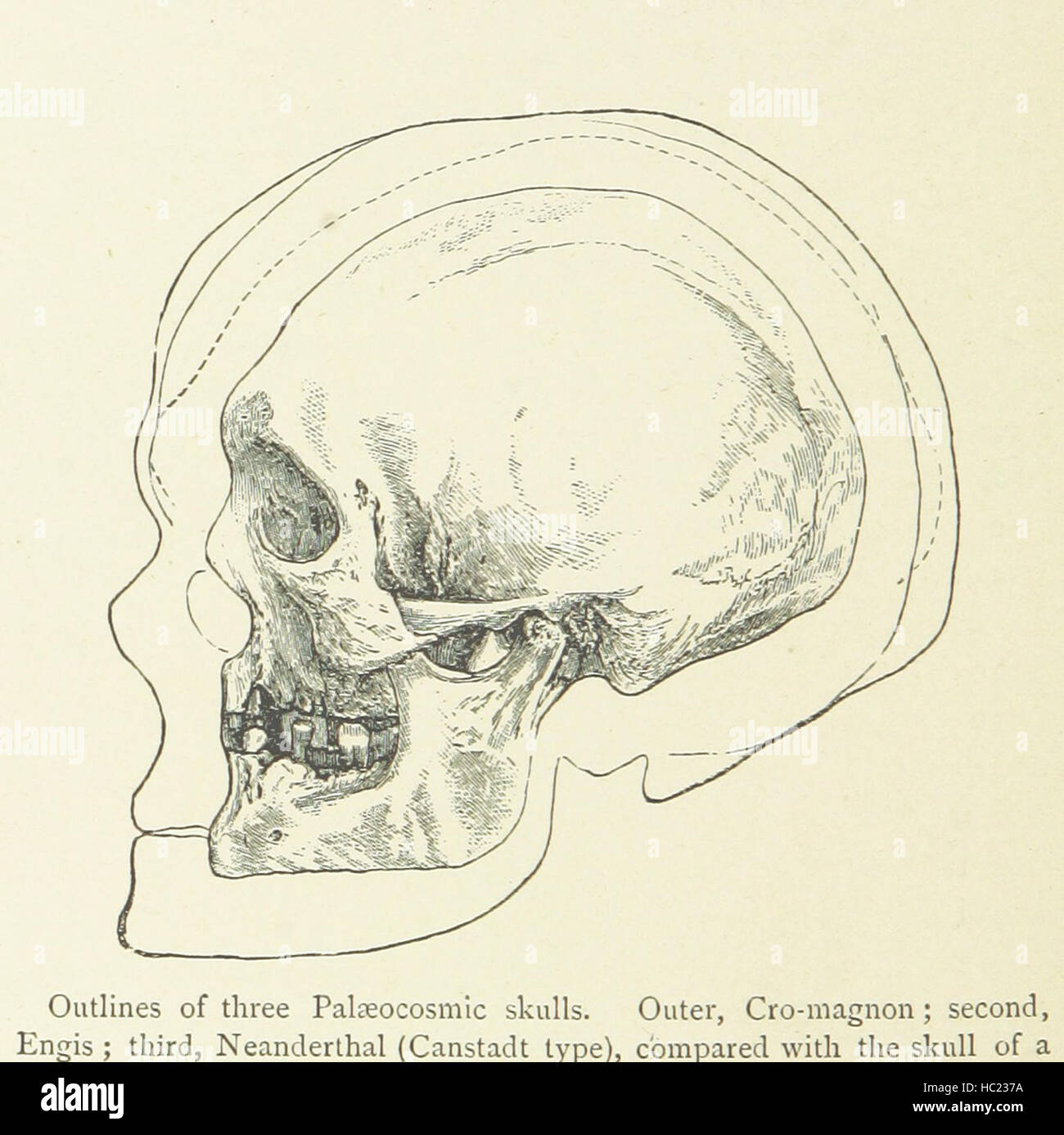 Homme de cro magnon dessin Banque de photographies et d’images à haute ...