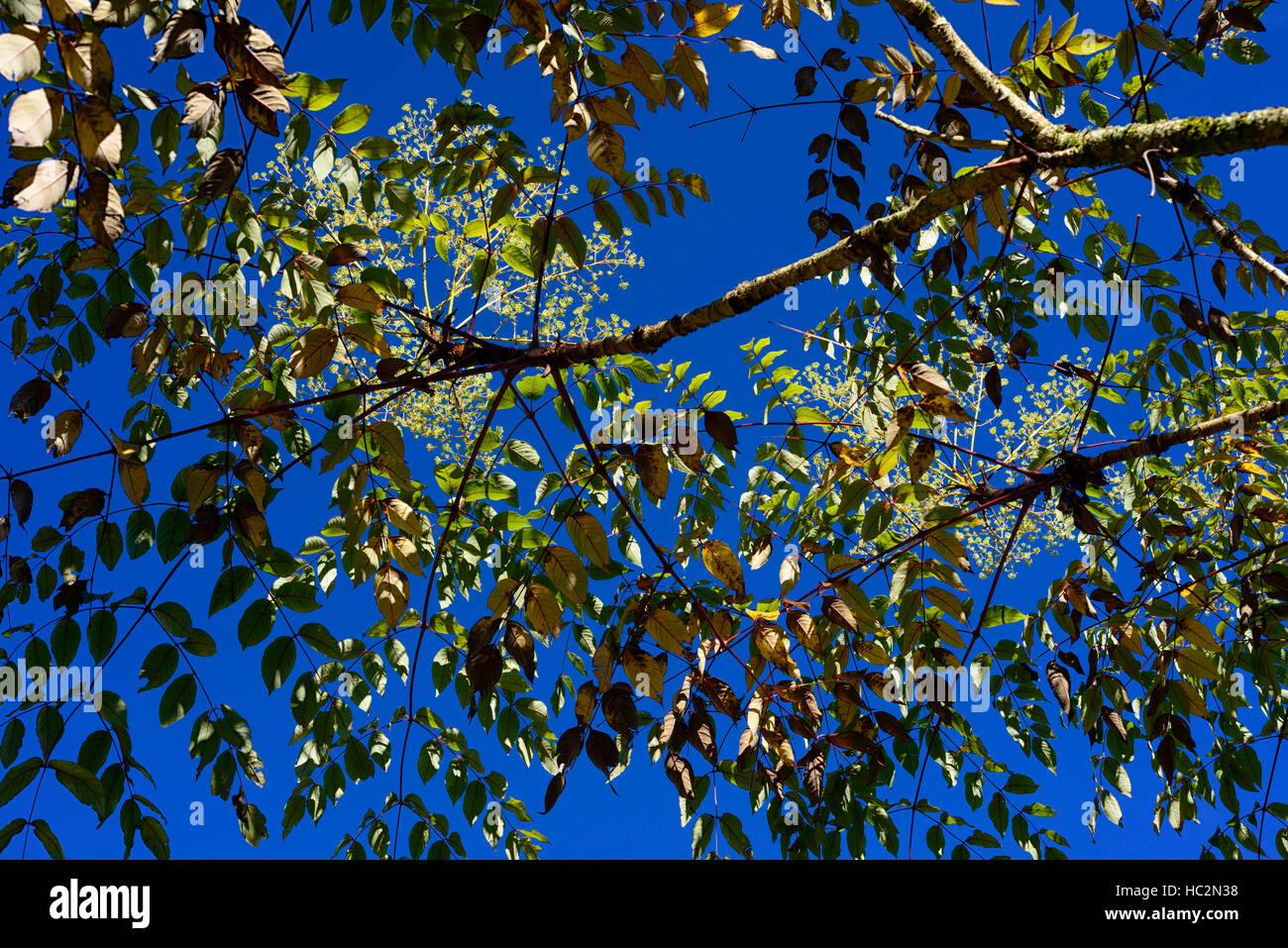 Aralia echinocaulis arbre chinois tiges pickly branches tronc rare RM ...